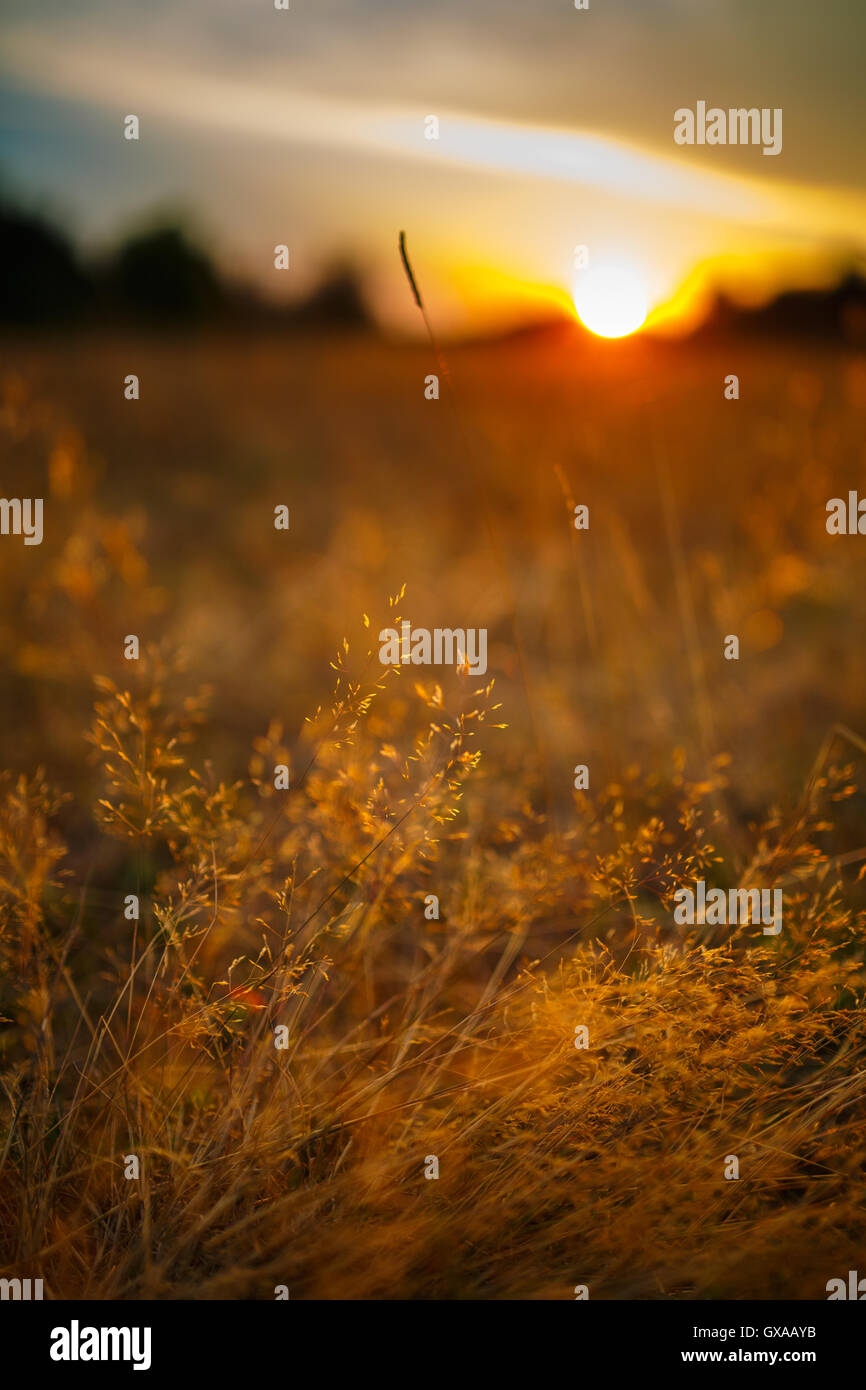 Sunset landscape in a meadow with sun in the frame and selective focus ...