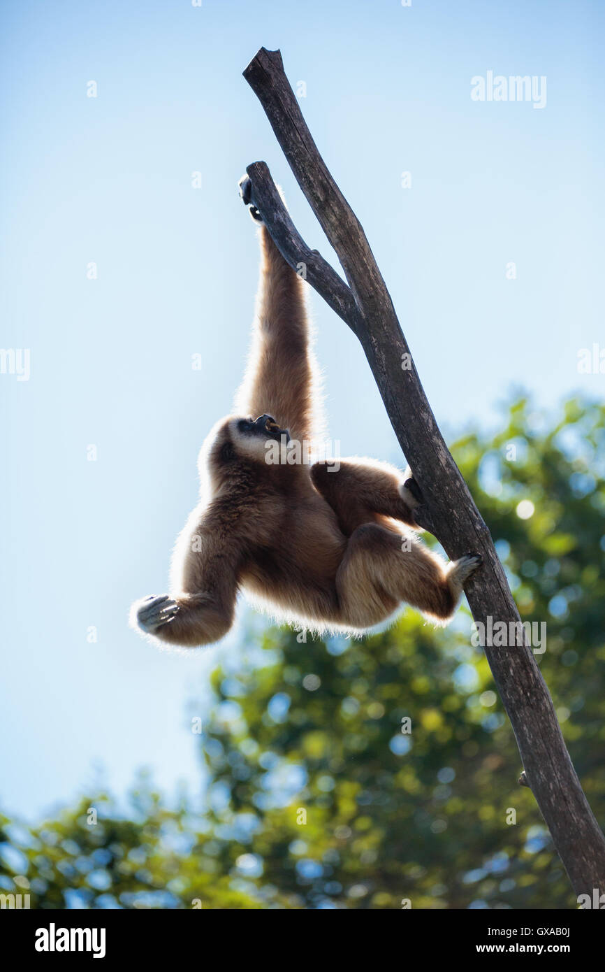Portrait of a playful funny gibbon monkey Stock Photo - Alamy