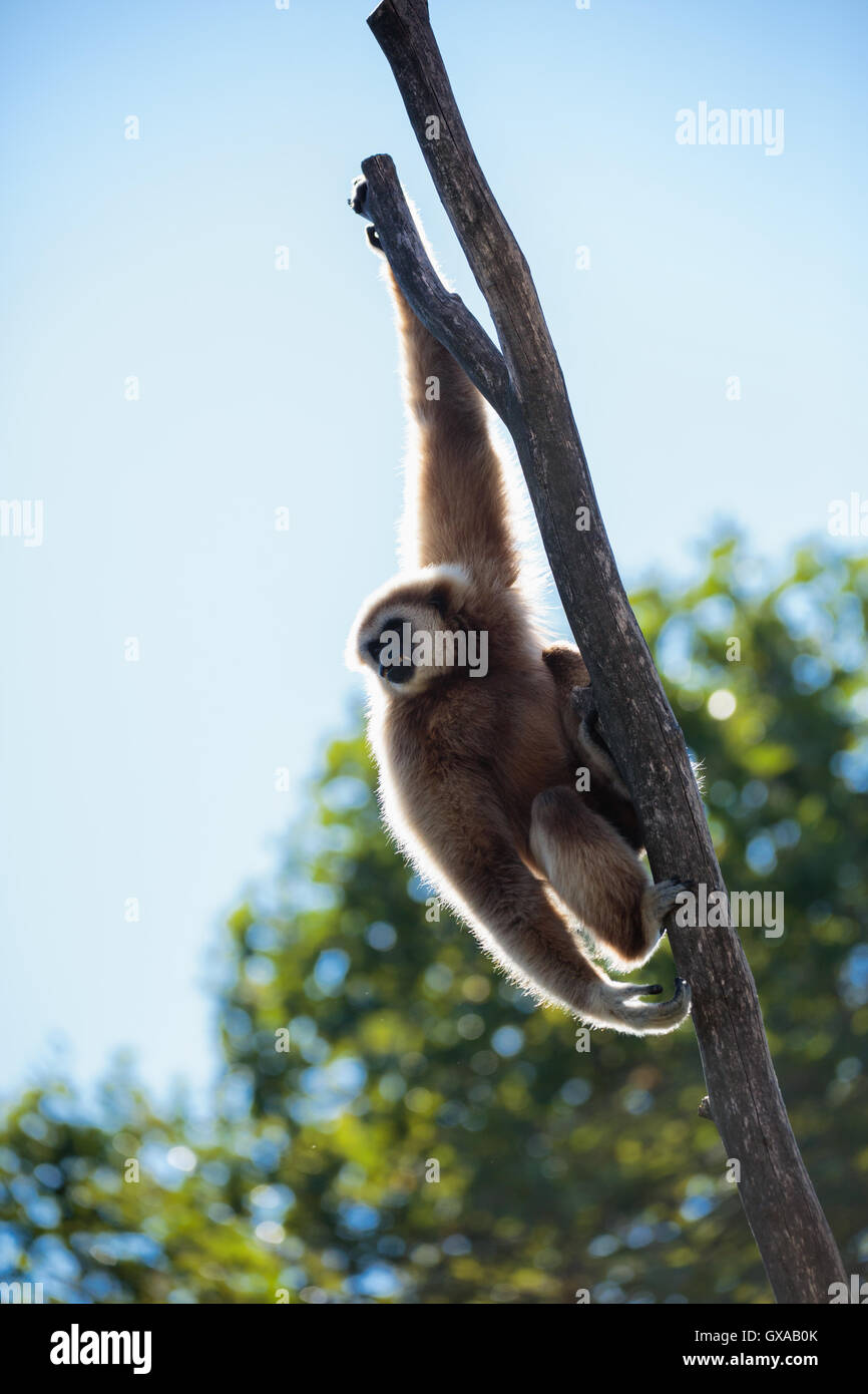 Portrait of a playful funny gibbon monkey Stock Photo - Alamy