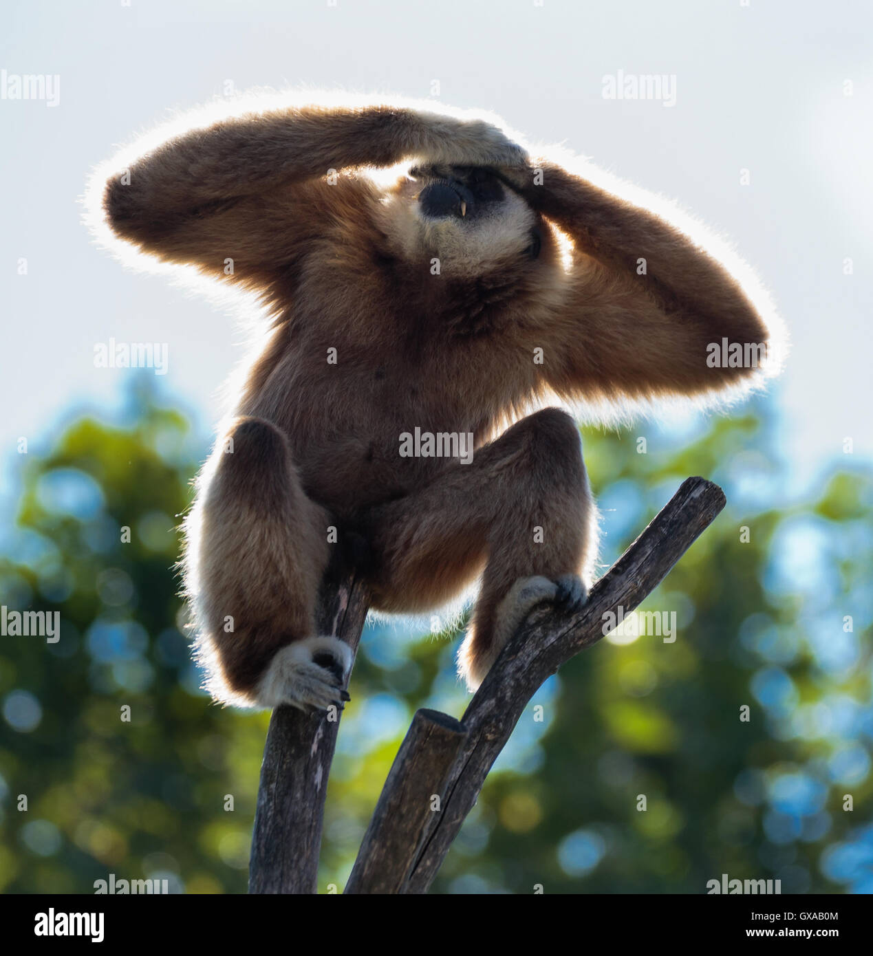 Portrait of a playful funny gibbon monkey Stock Photo - Alamy