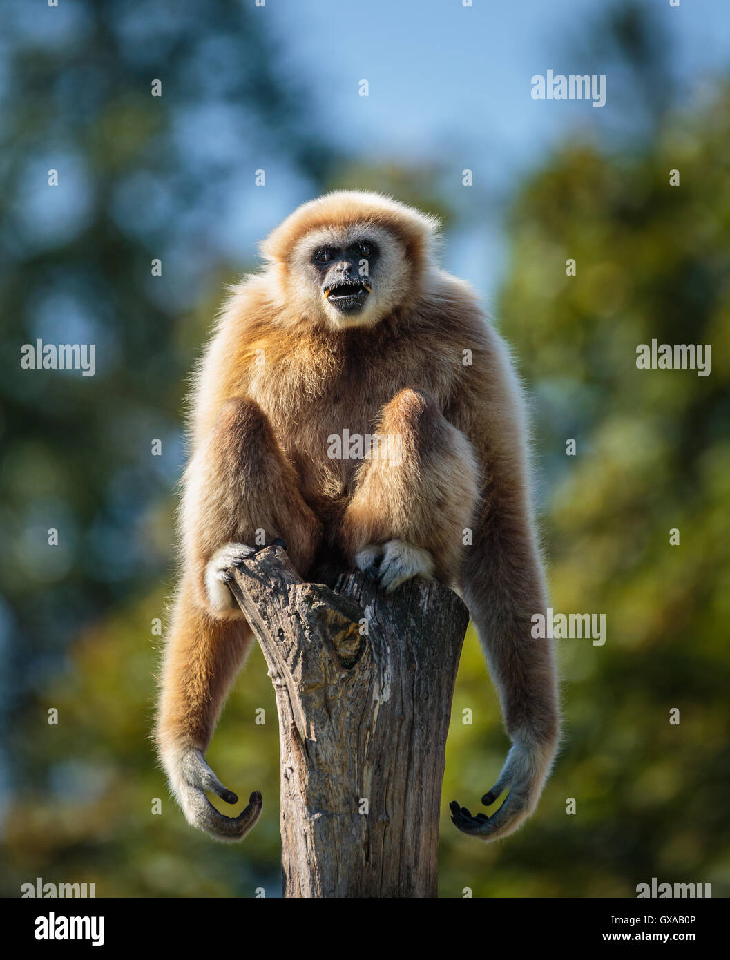 Portrait of a playful funny gibbon monkey Stock Photo - Alamy