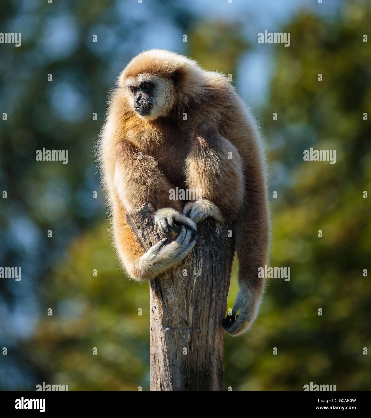 Portrait playful funny gibbon monkey hi-res stock photography and ...