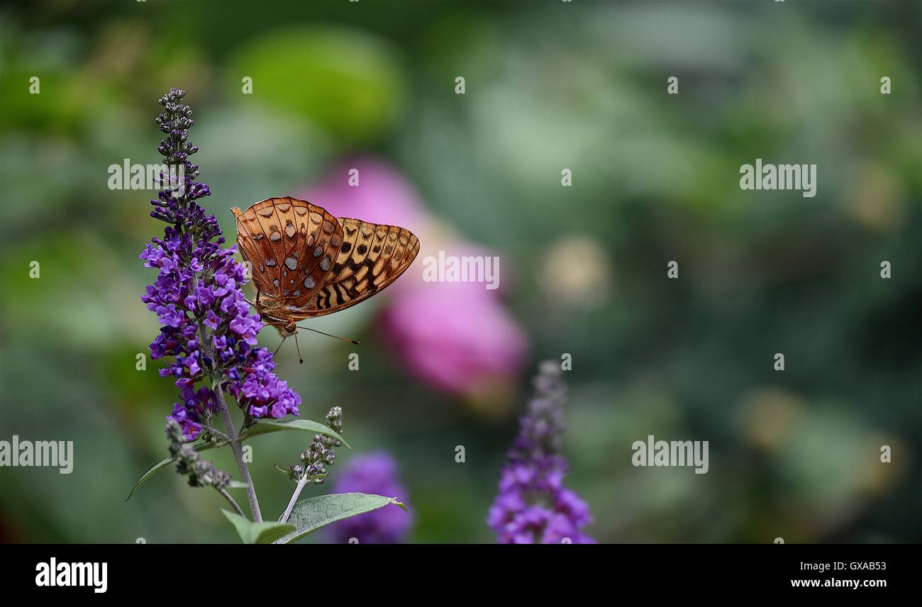 Summer's blooming Butterfly Bush ( Buddleia ) with color opposite ...