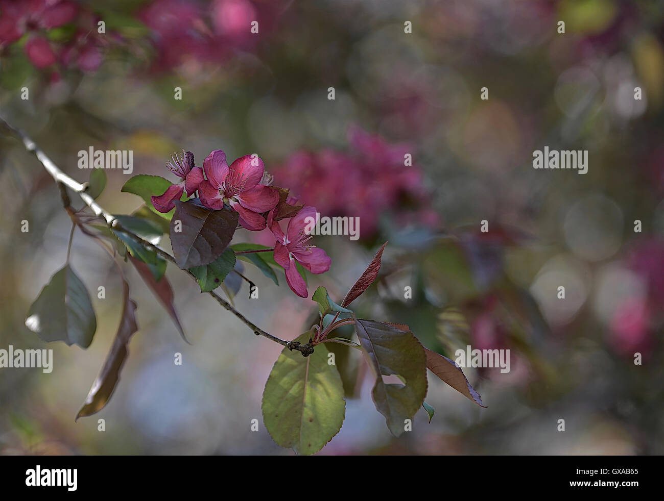 Springs blooms hi-res stock photography and images - Alamy