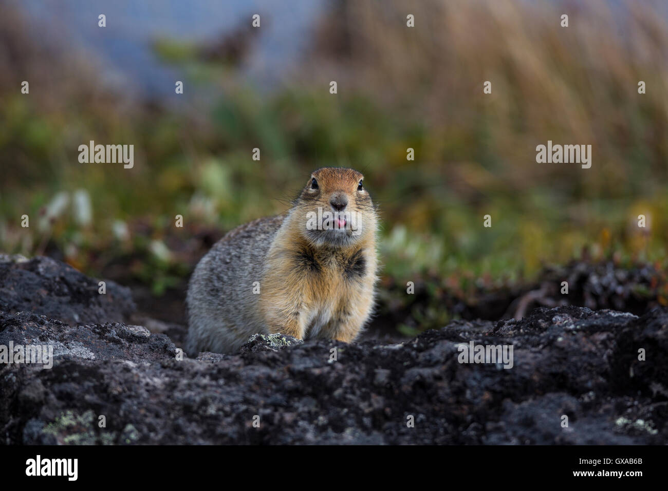 View of Arctic ground squirrel in its natural habitat Stock Photo - Alamy
