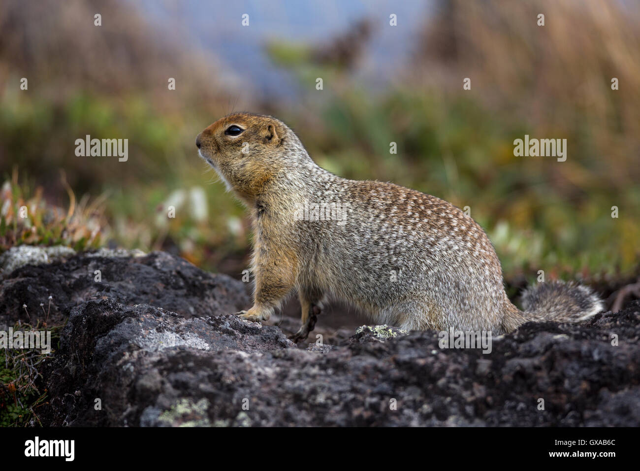 Arctic Ground Squirrel High Resolution Stock Photography and Images - Alamy