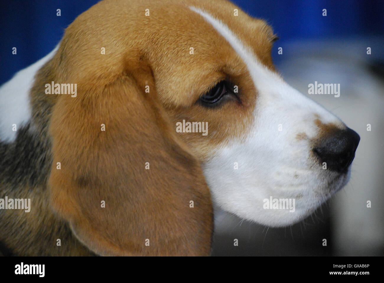 Up close with a cute beagle pup Stock Photo - Alamy