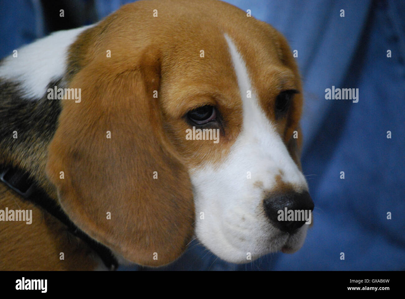 Beagle puppy looking very sad Stock Photo - Alamy
