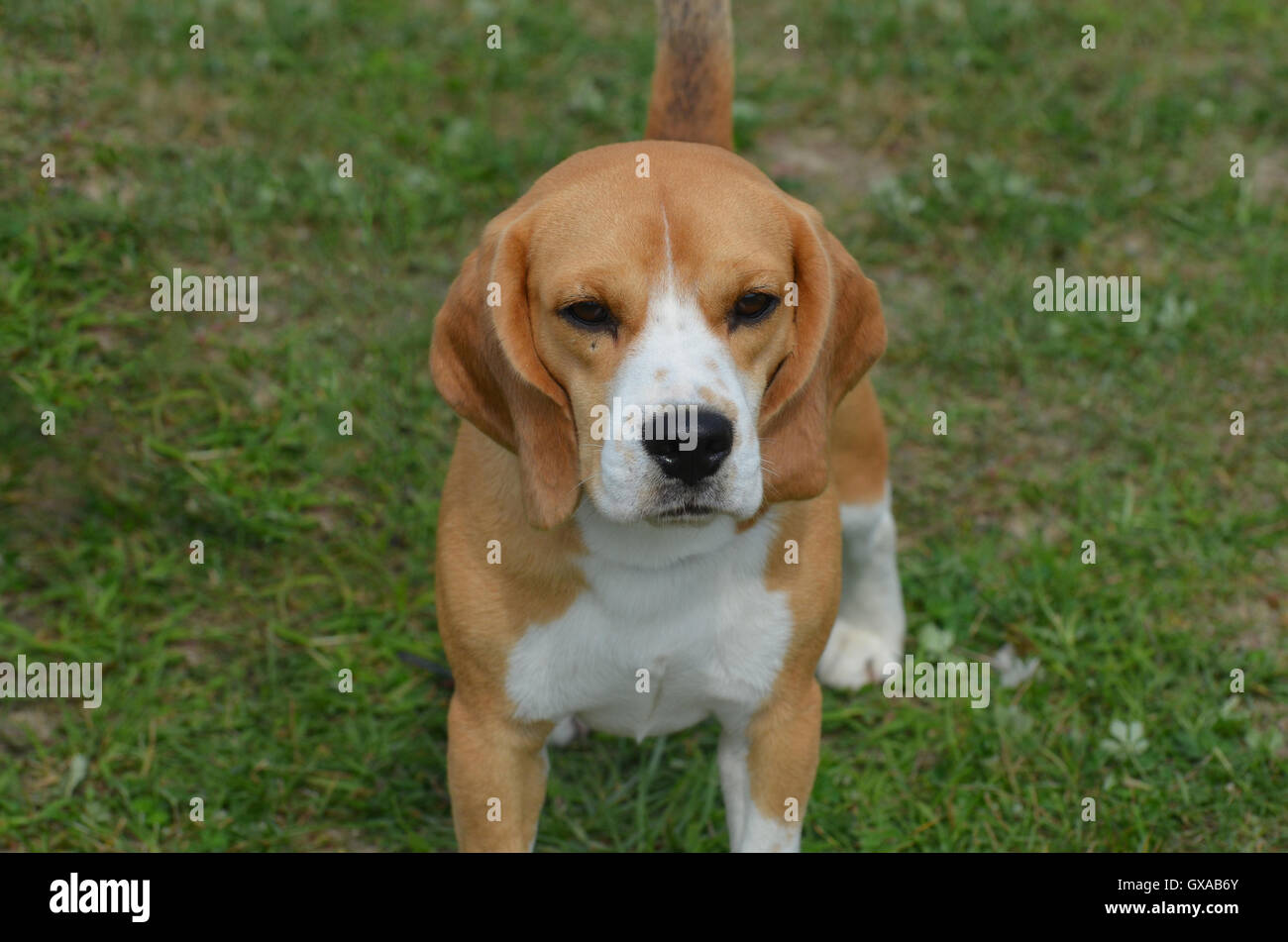 Cute face of a beagle sitting in grass Stock Photo - Alamy