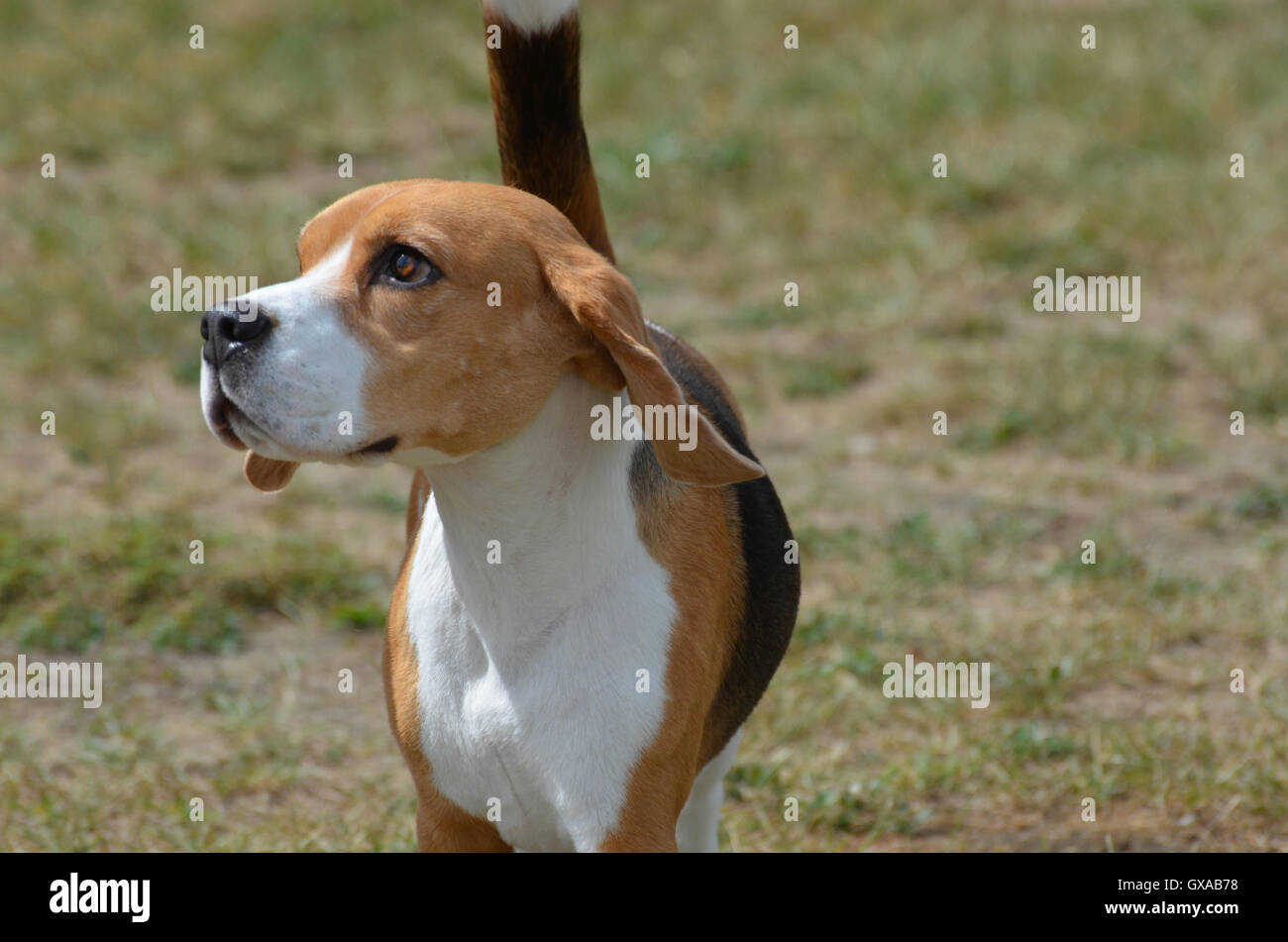 Really cute beagle dog looking off into space Stock Photo - Alamy