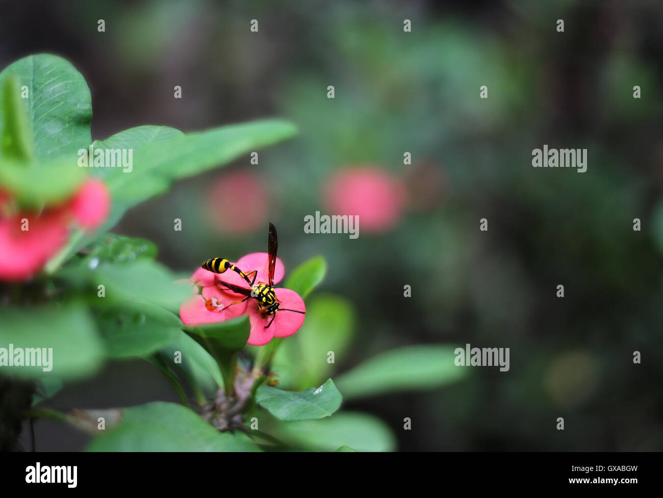 Yellow jacket wasp collects nectar from pink flowers in a garden. Genus ...