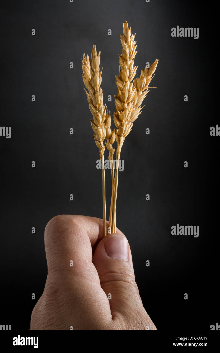ripe wheat ears boxed in his hand on a gray background Stock Photo - Alamy