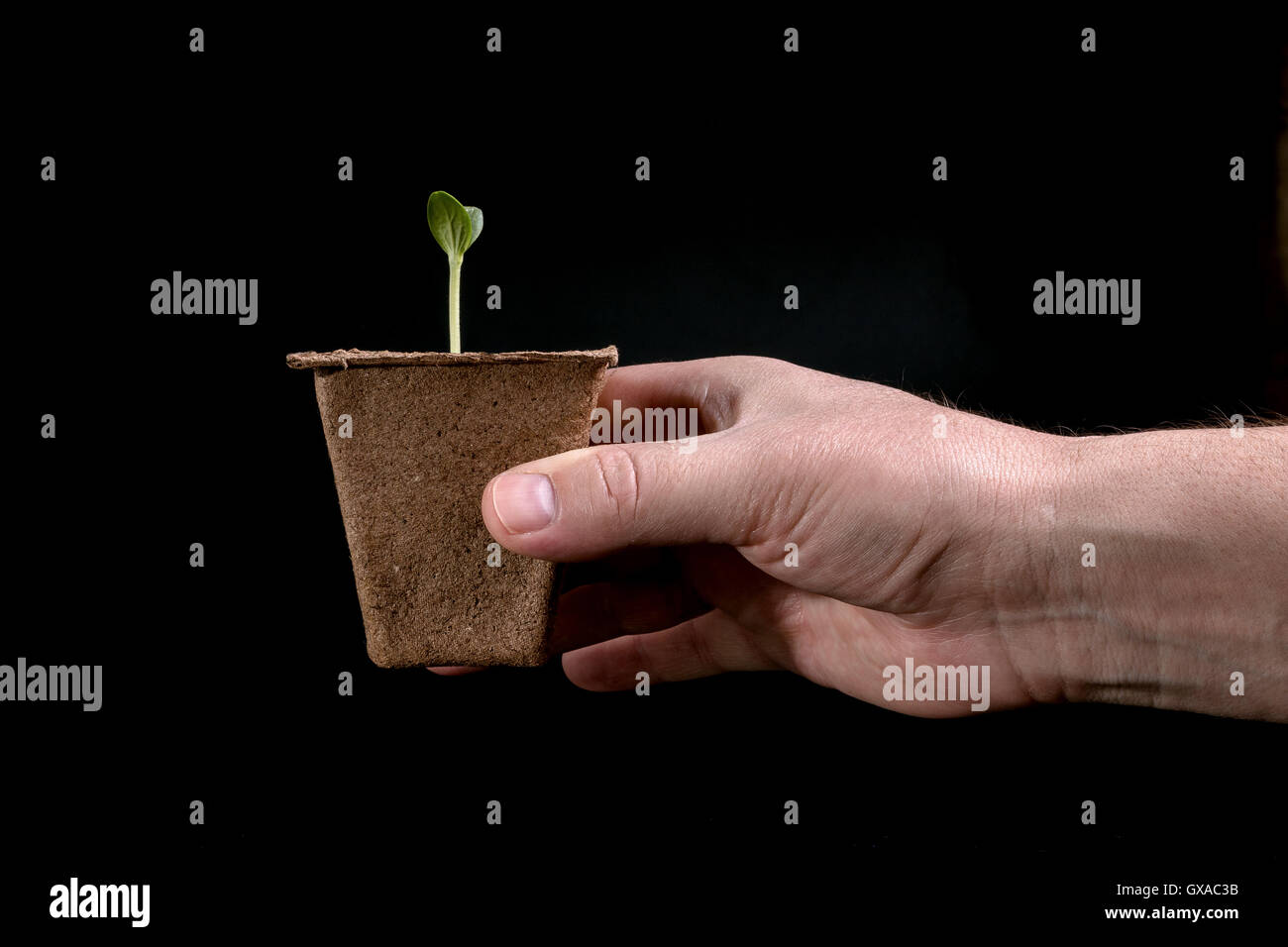 Plant saplings hi-res stock photography and images - Alamy