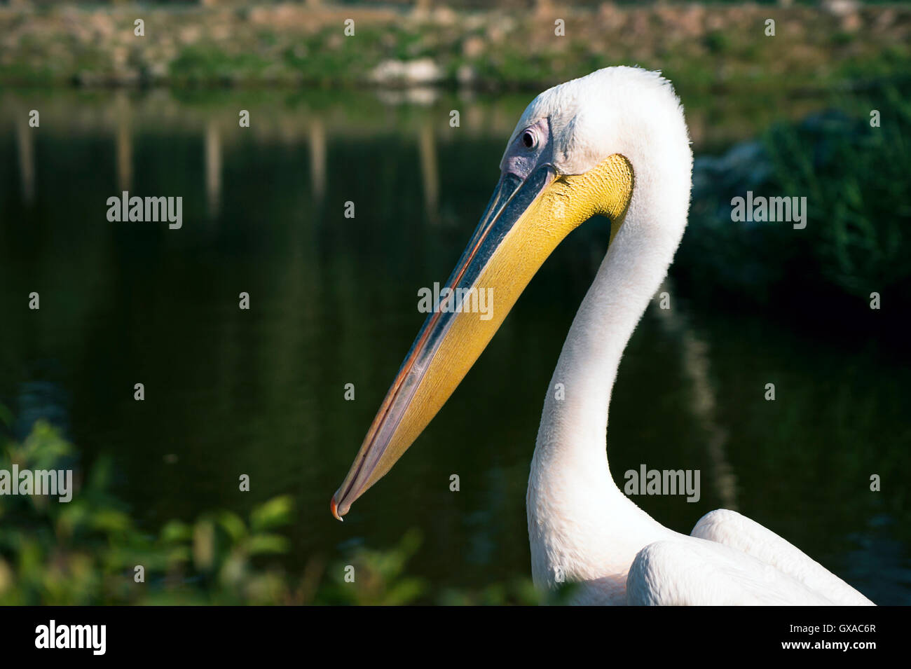 Izmir dogal yasam parki hi-res stock photography and images - Alamy