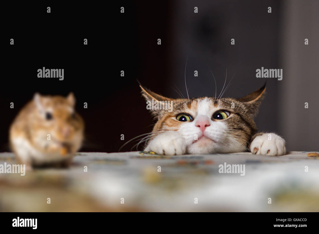 Cat catching mouse hi-res stock photography and images - Alamy
