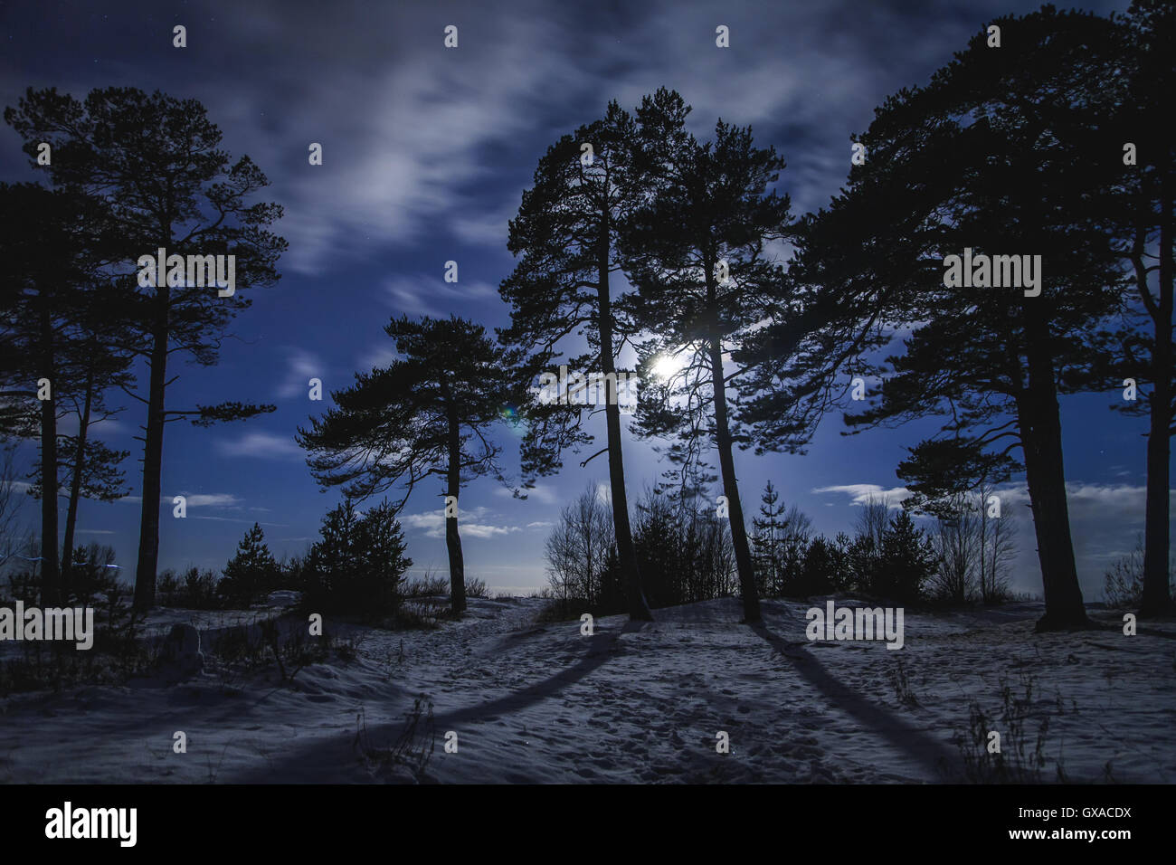 Forest at night with moonlight Stock Photo - Alamy