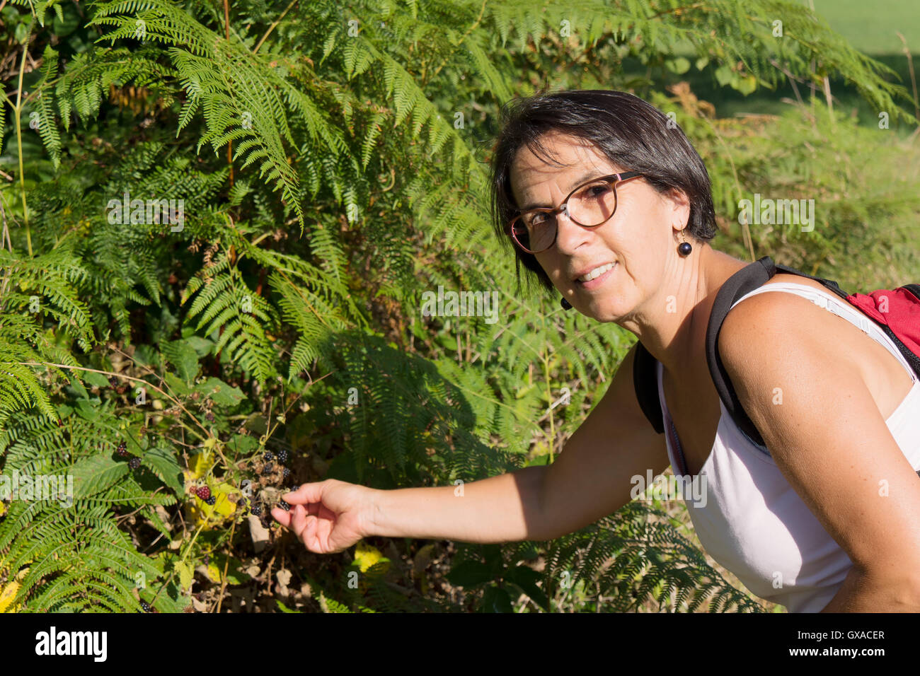 a mature woman hiker picks blackberries in nature Stock Photo - Alamy