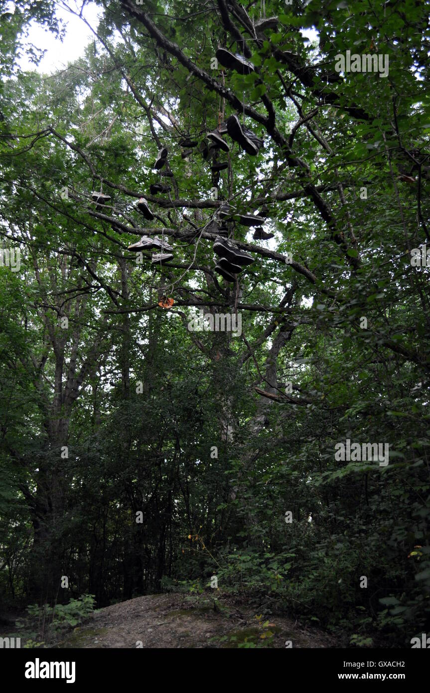 The shoe tree Stock Photo - Alamy