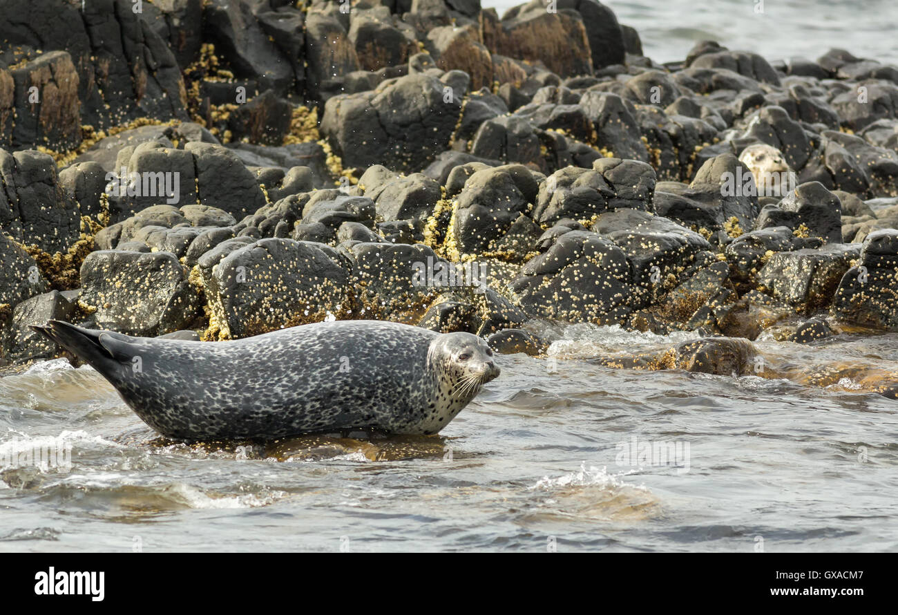 Texel island seals hi-res stock photography and images - Alamy