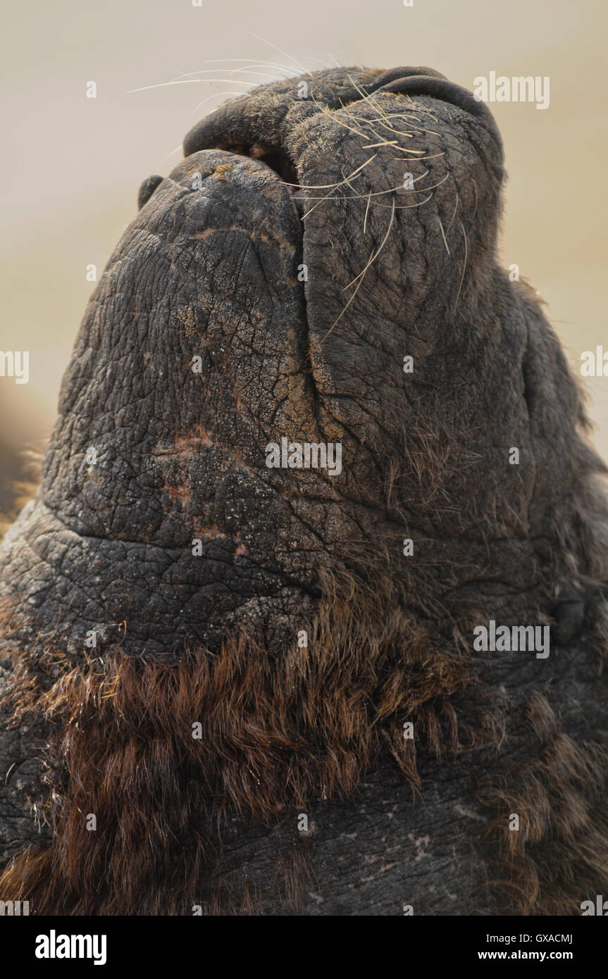 Species of sea life animals hi-res stock photography and images - Alamy