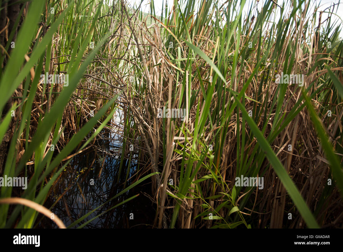 Marsh rushes at the edge of a pond Stock Photo - Alamy