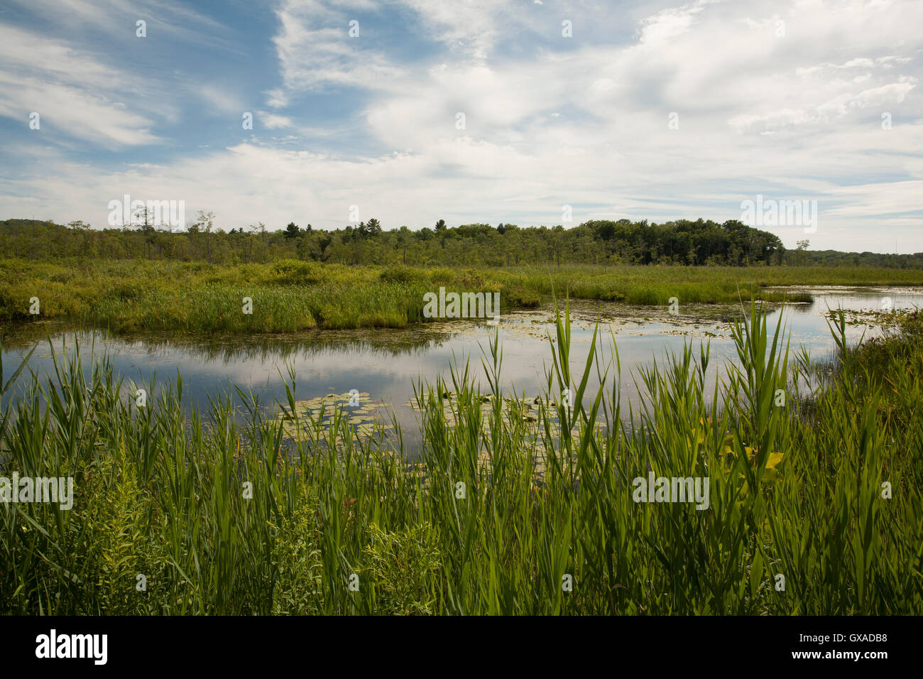 Marshy area in Richmond, Massachusetts near Richmond Pond Stock Photo ...