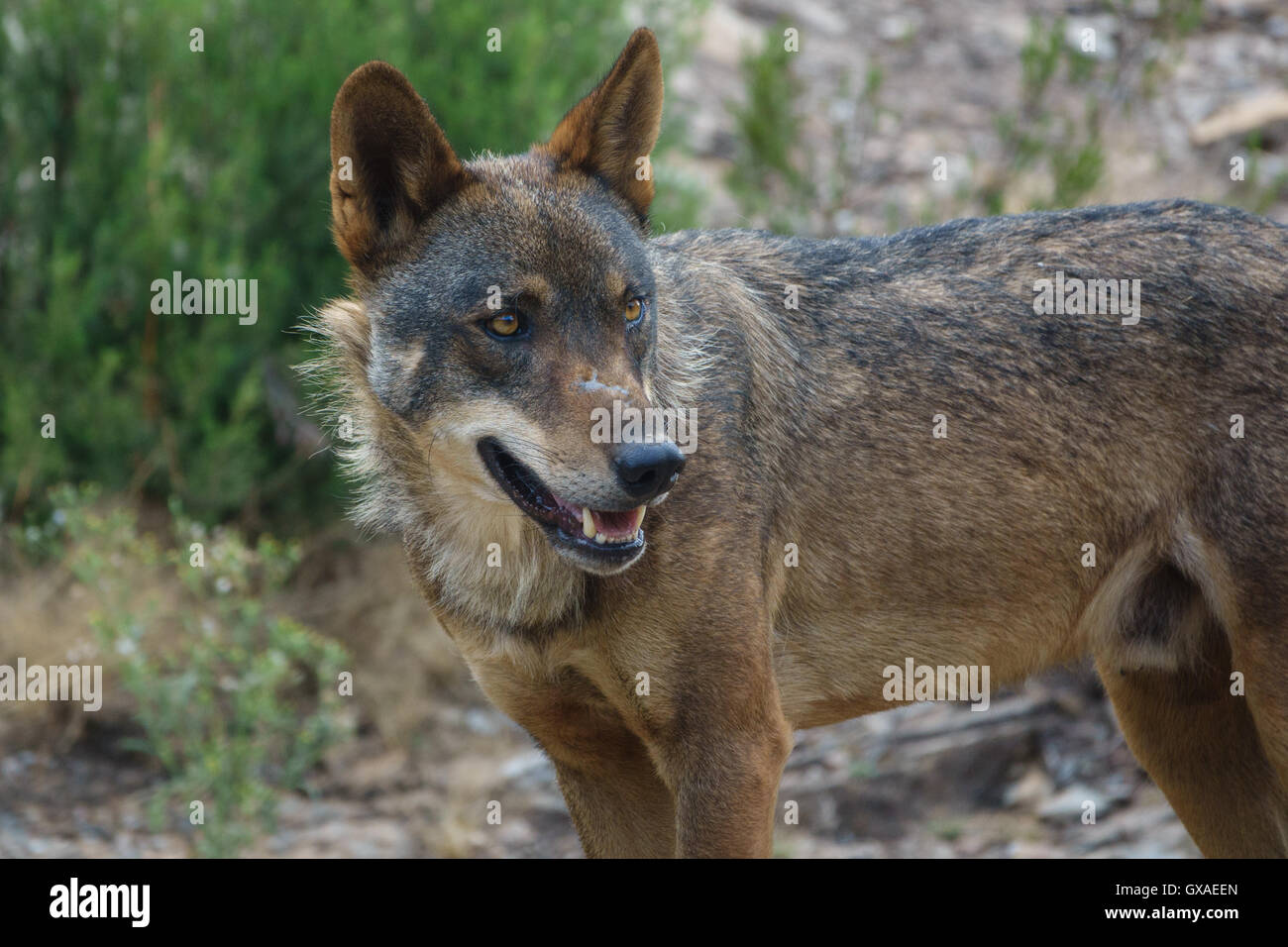 Canis Lupus Signatus watching Stock Photo - Alamy
