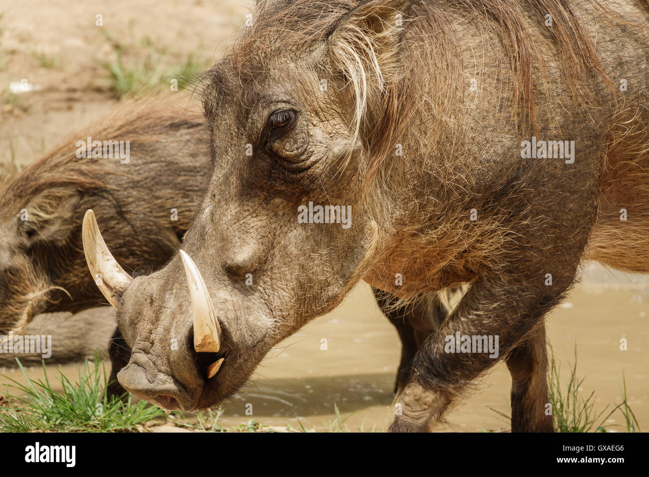 Warthog eating hi-res stock photography and images - Alamy