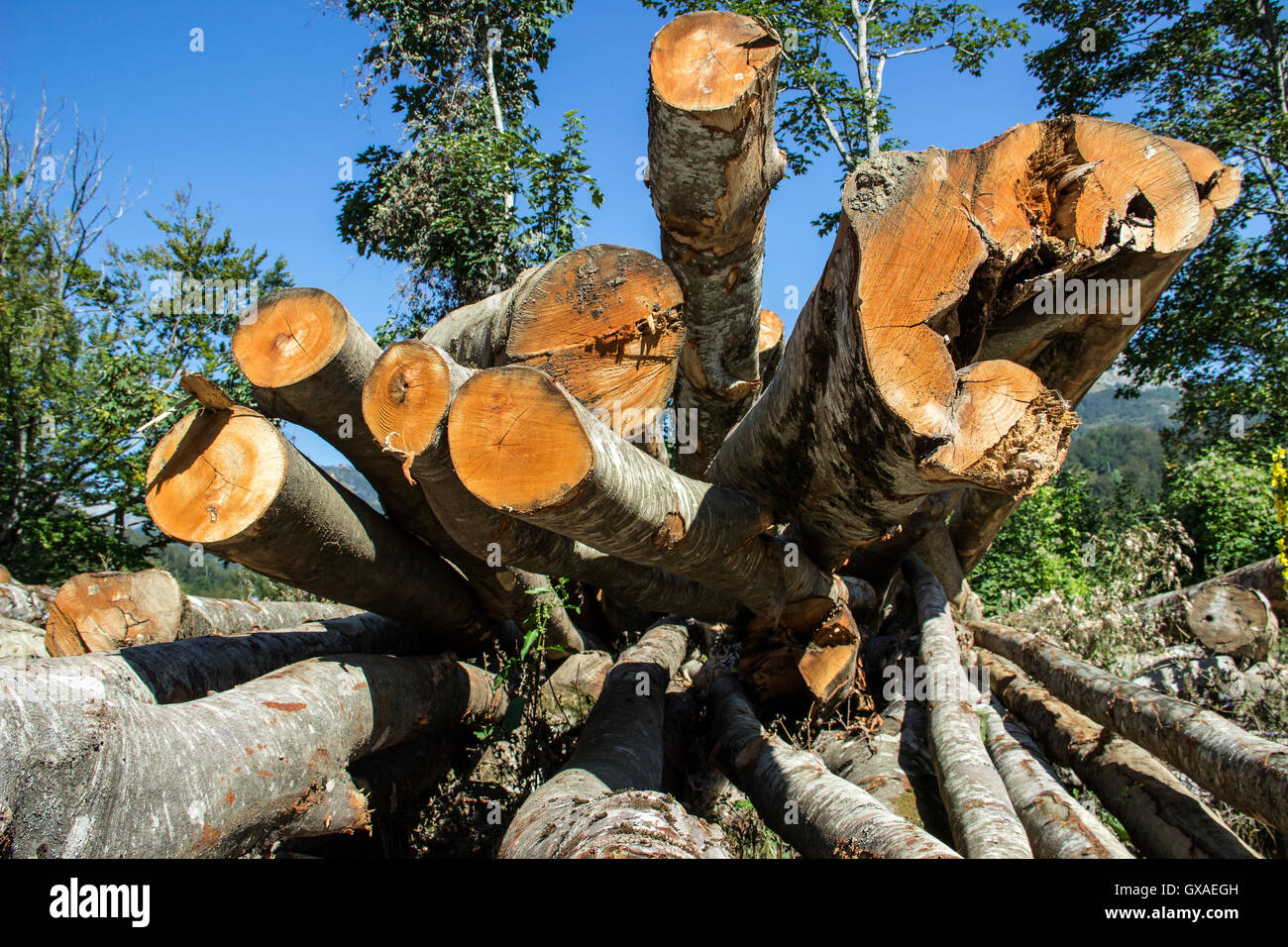 Northern Montenegro - A stack of timber logs on the Mountain Bjelasica ...