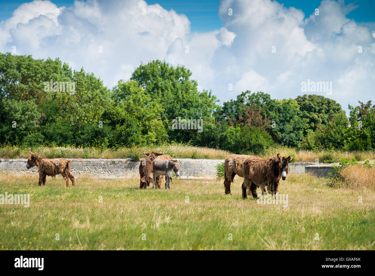 Poitou Donkey (Poitevin Donkey), Ile de Re, France, EU, Europe Stock ...