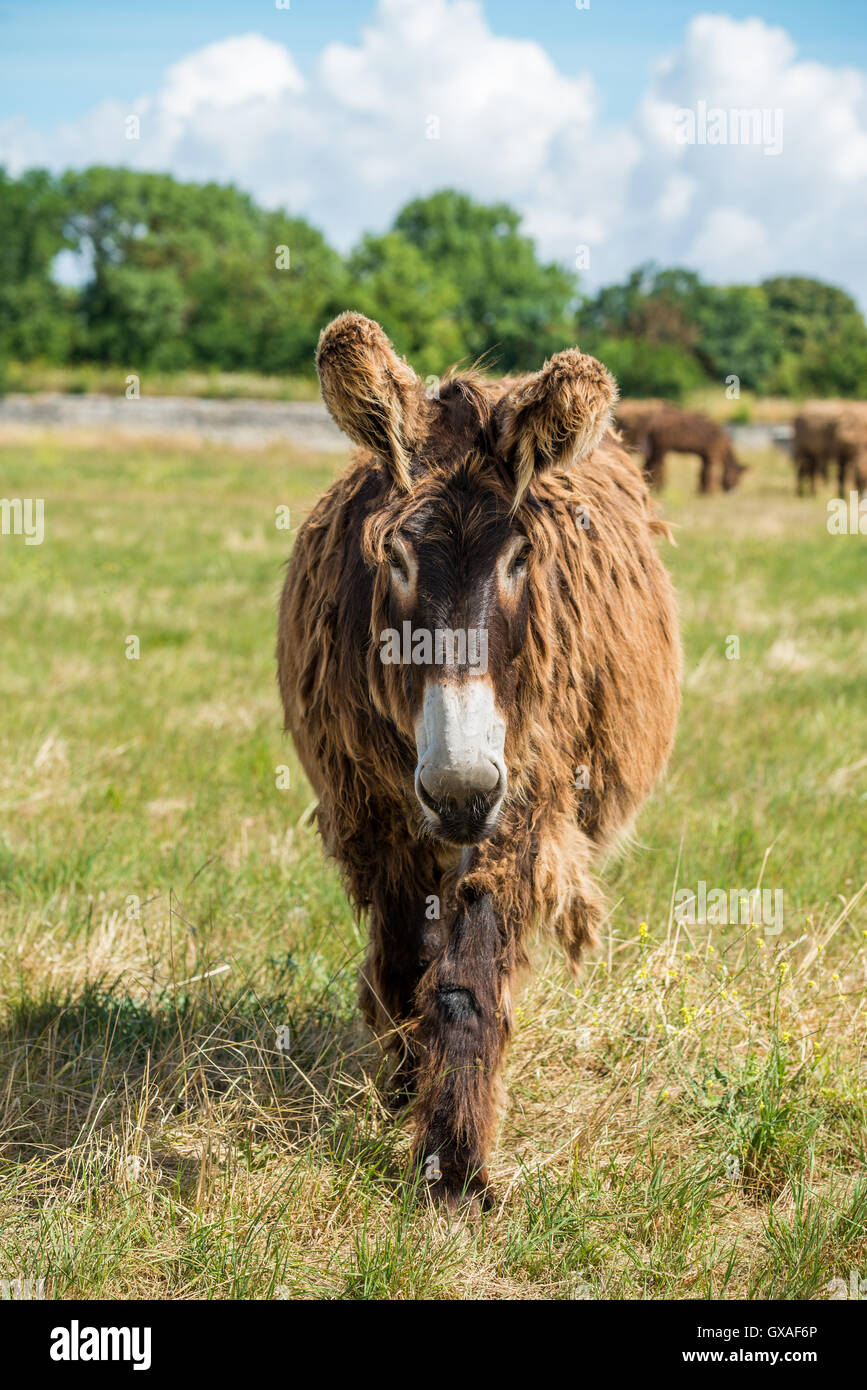 Baudet de poitou donkeys hi-res stock photography and images - Alamy