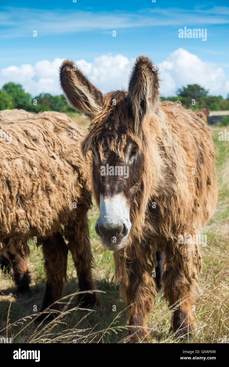 Baudet de poitou donkeys hi-res stock photography and images - Alamy