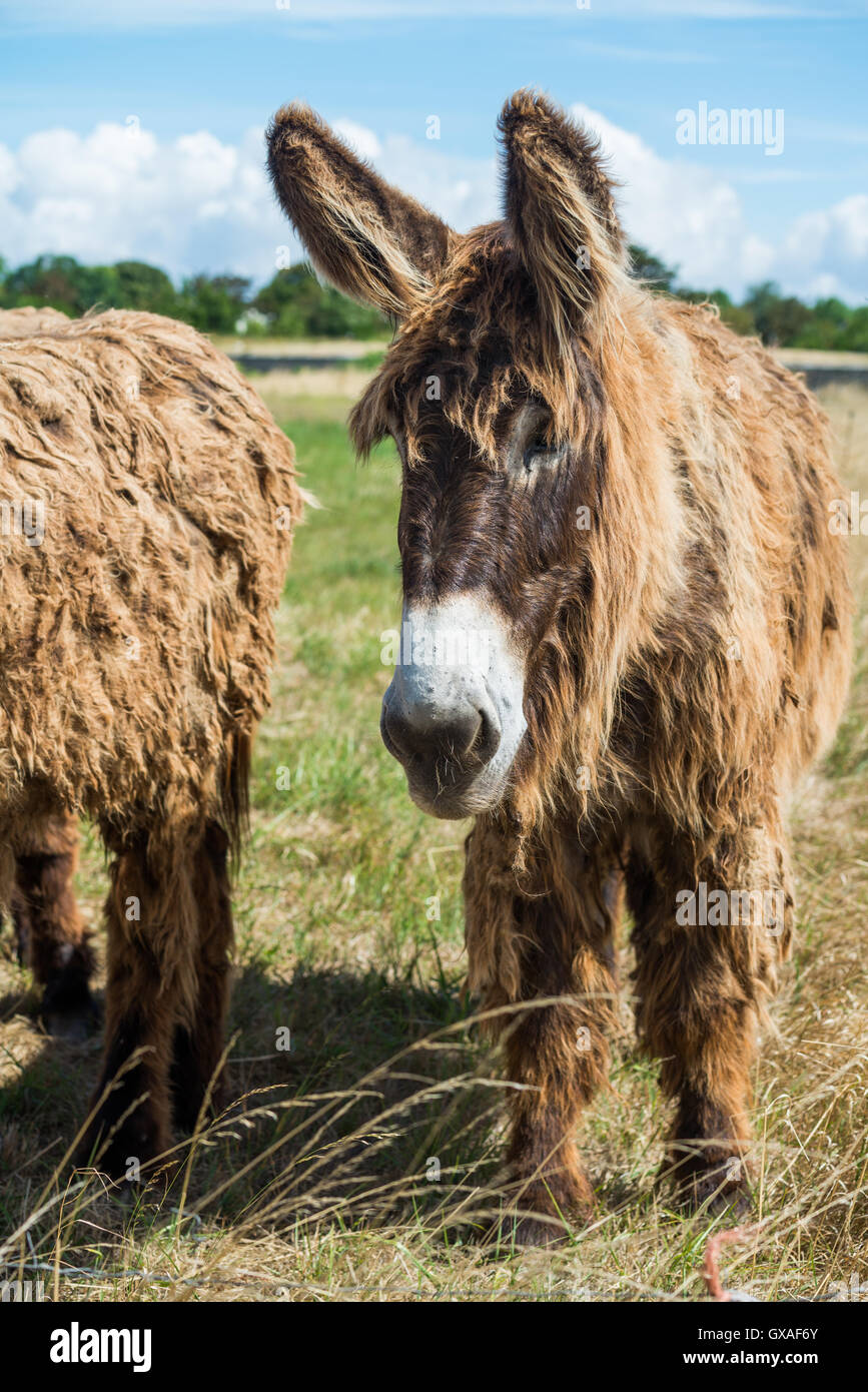 Poitou donkey poitevin donkey ile hi-res stock photography and images ...