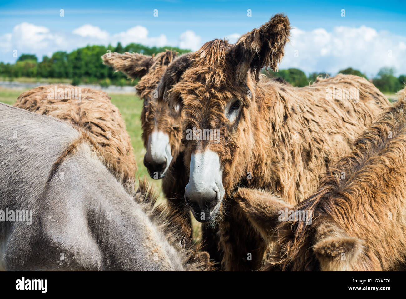 Baudet de poitou donkeys hi-res stock photography and images - Alamy