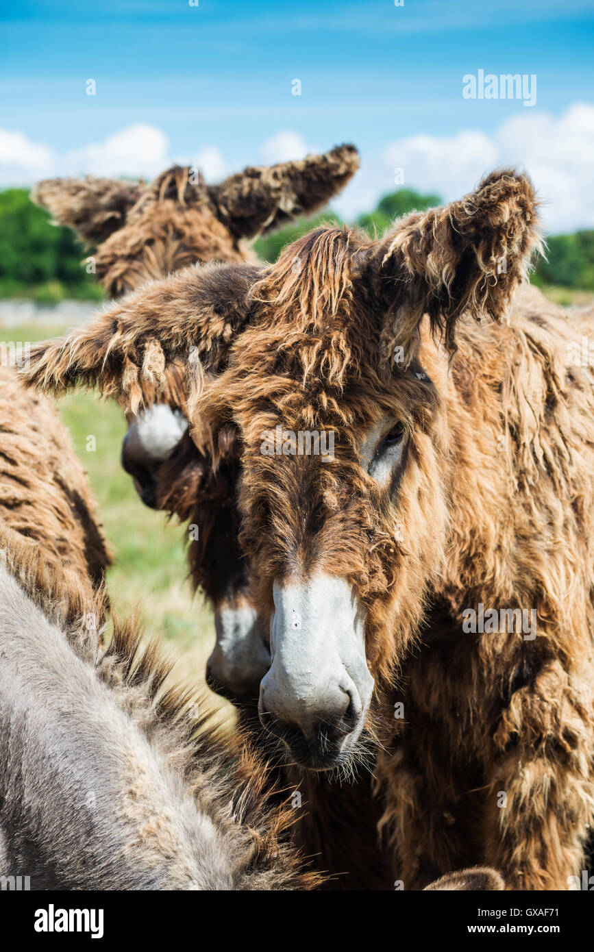 Poitou Donkey (Poitevin Donkey), Ile de Re, France, EU, Europe Stock ...