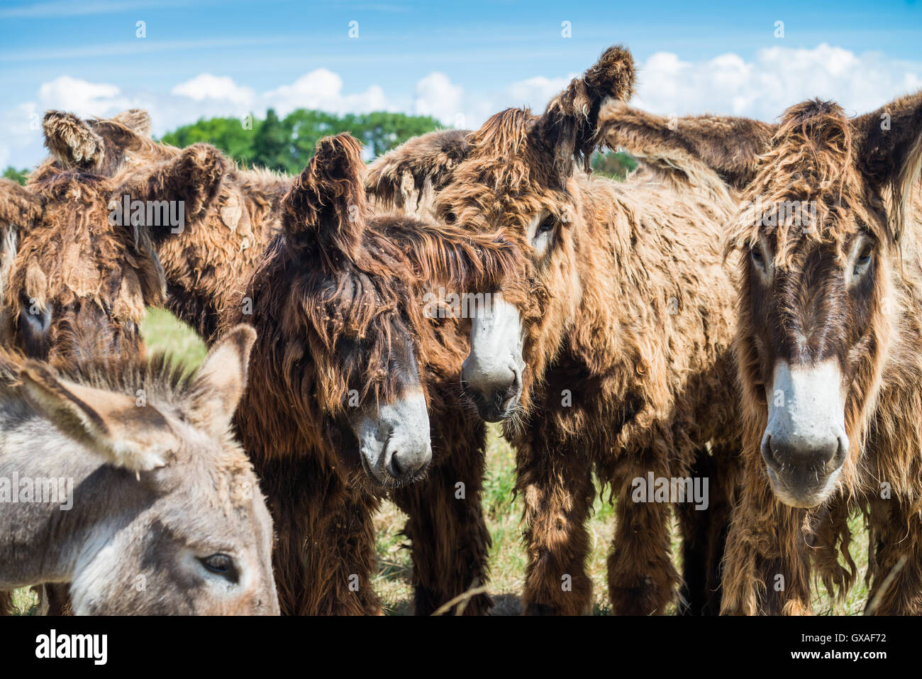 Poitou Donkey (Poitevin Donkey), Ile de Re, France, EU, Europe Stock ...