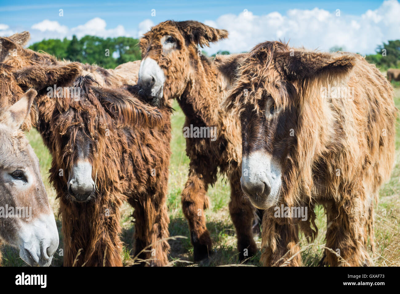 Baudet de poitou donkeys hi-res stock photography and images - Alamy