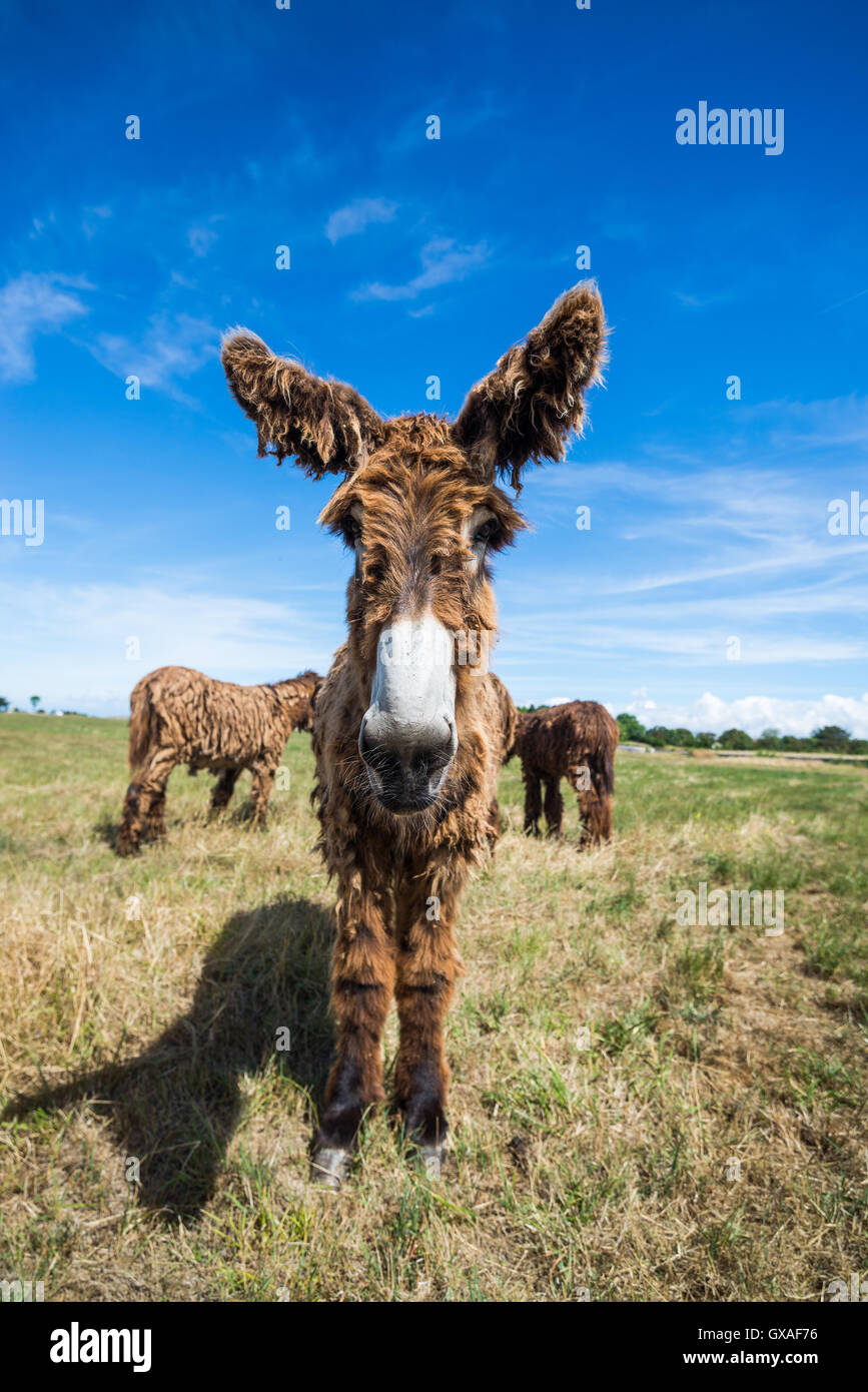 Poitou donkey hi-res stock photography and images - Alamy