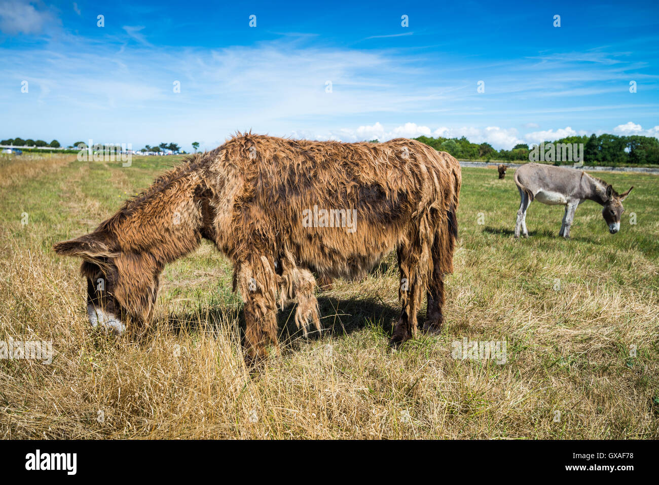 Donkey dreadlocks hi-res stock photography and images - Alamy