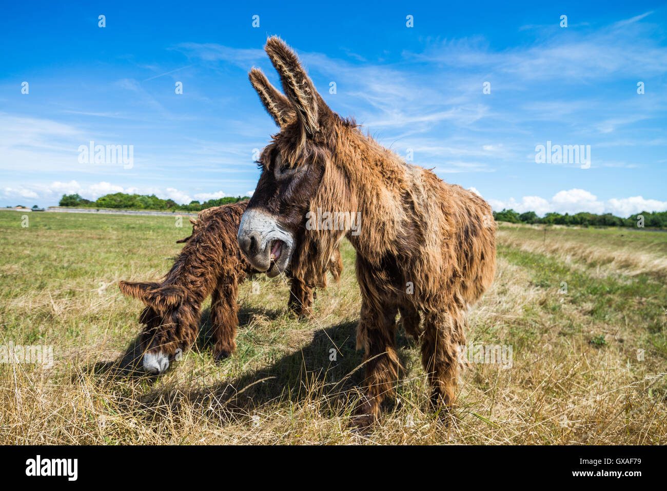 Poitou donkey poitevin donkey ile hi-res stock photography and images ...