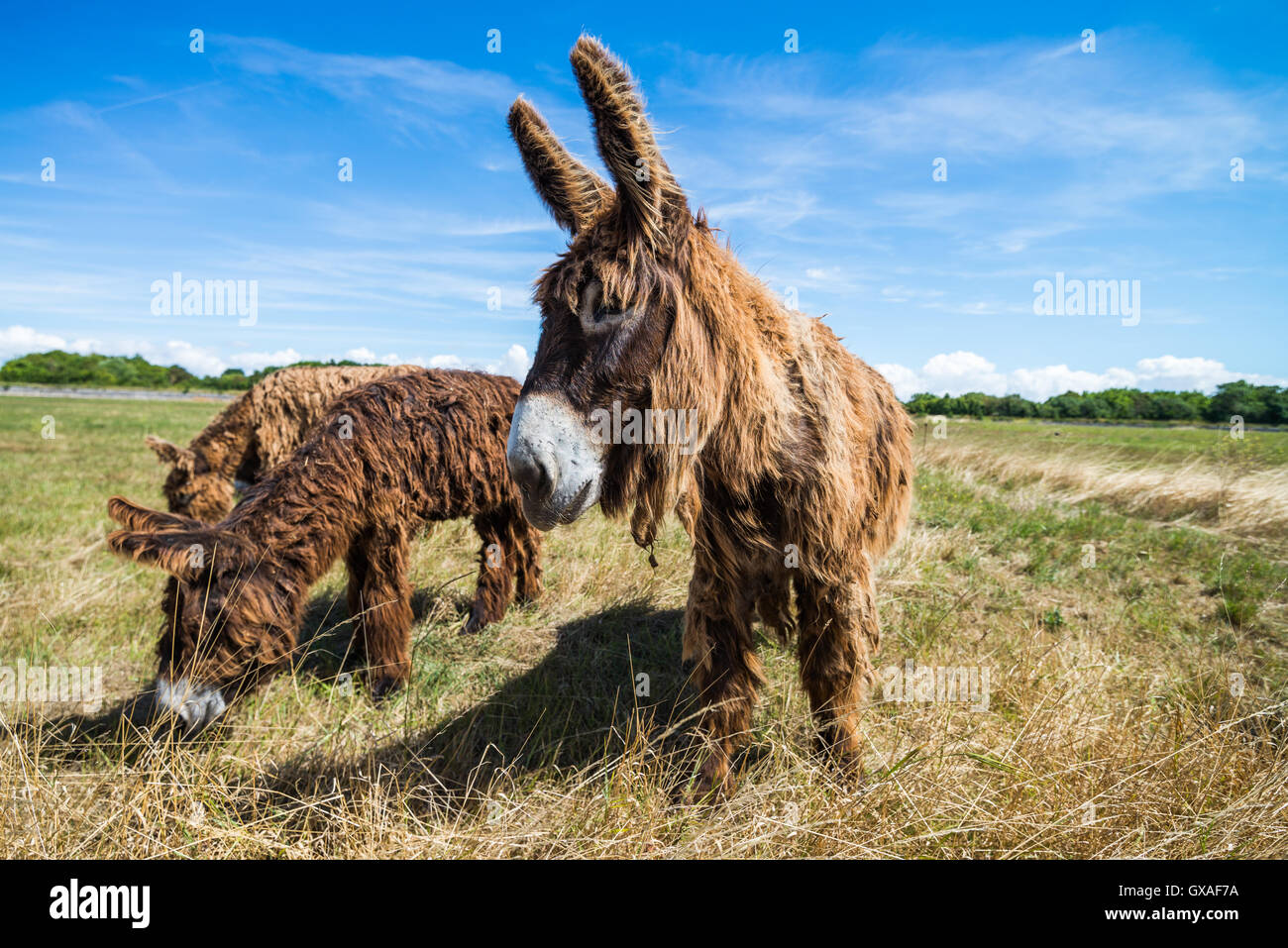 Poitou donkey hi-res stock photography and images - Alamy