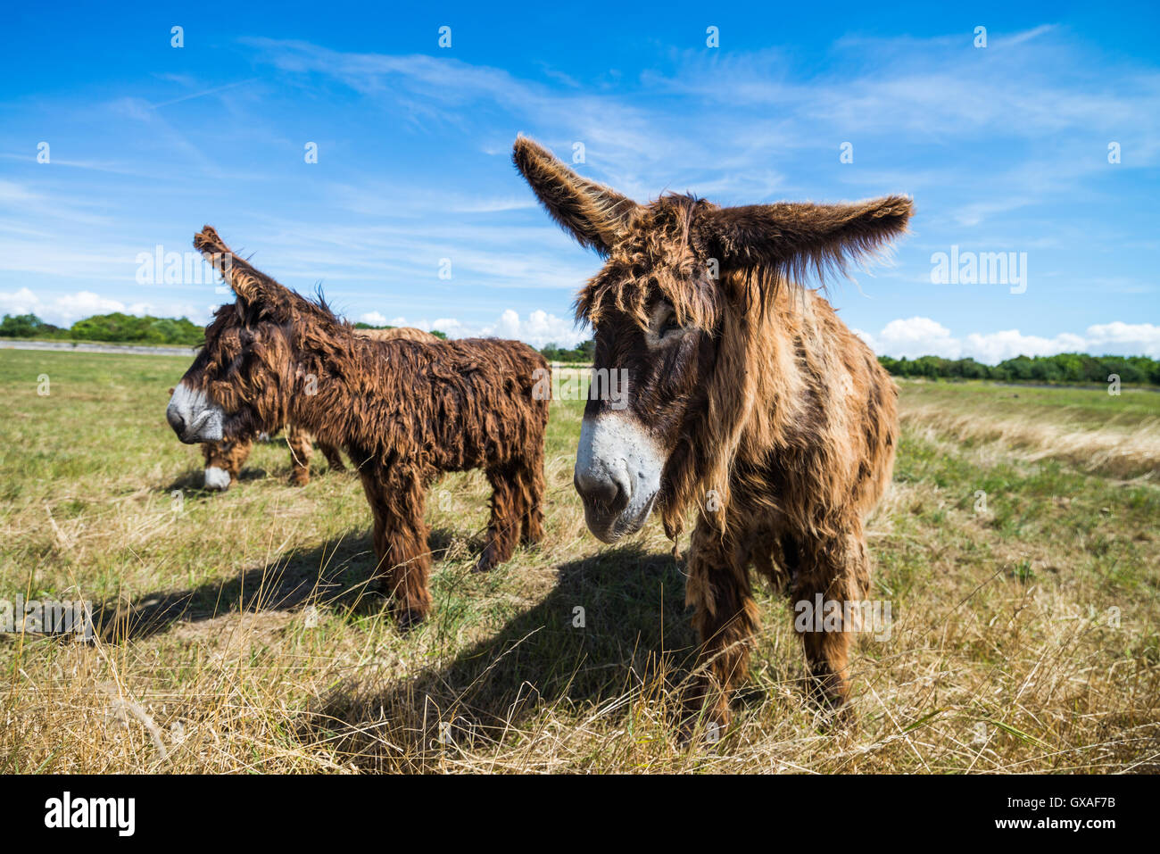 Poitou Donkey (Poitevin Donkey), Ile de Re, France, EU, Europe Stock ...
