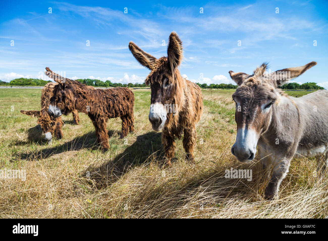 Baudet de poitou donkeys hi-res stock photography and images - Alamy