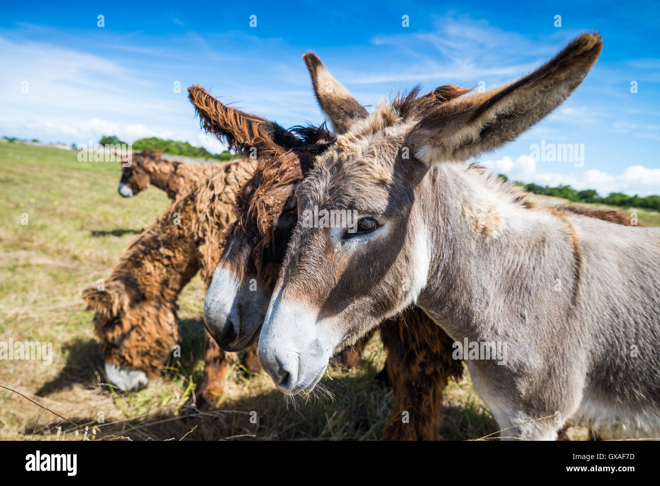 Poitou Donkey (Poitevin Donkey), Ile de Re, France, EU, Europe Stock ...