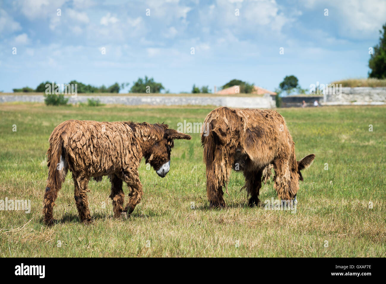 Poitou Donkey (Poitevin Donkey), Ile de Re, France, EU, Europe Stock ...
