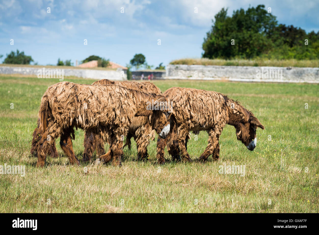 Donkey dreadlocks hi-res stock photography and images - Alamy