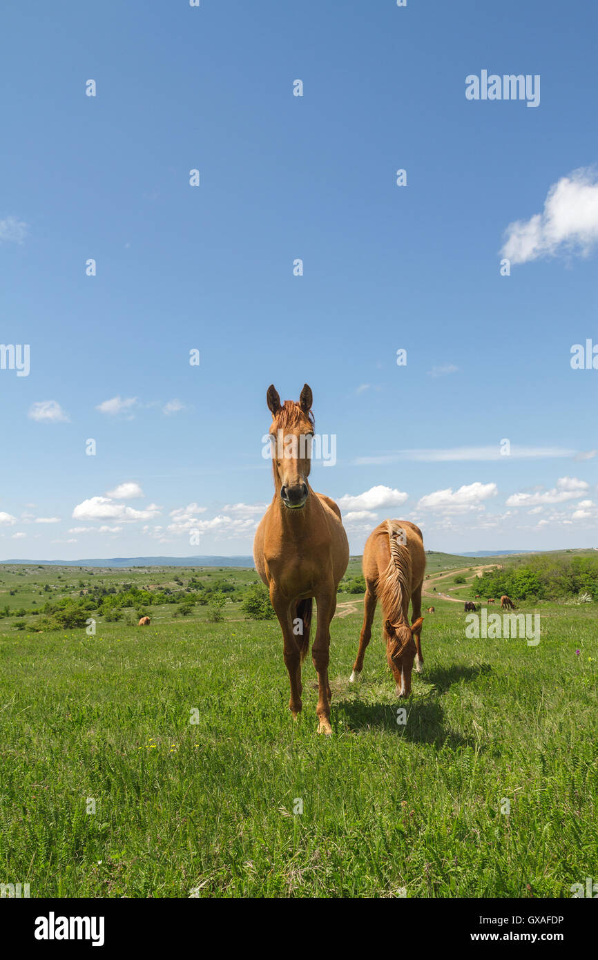 pasture on a mountain plateau Stock Photo - Alamy