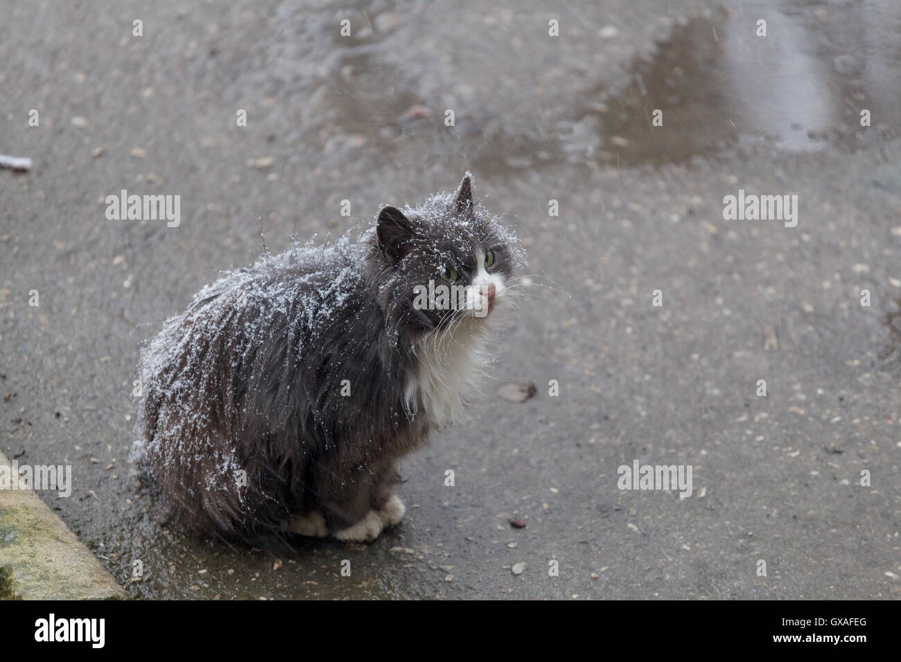 Homeless cat on street Stock Photo - Alamy