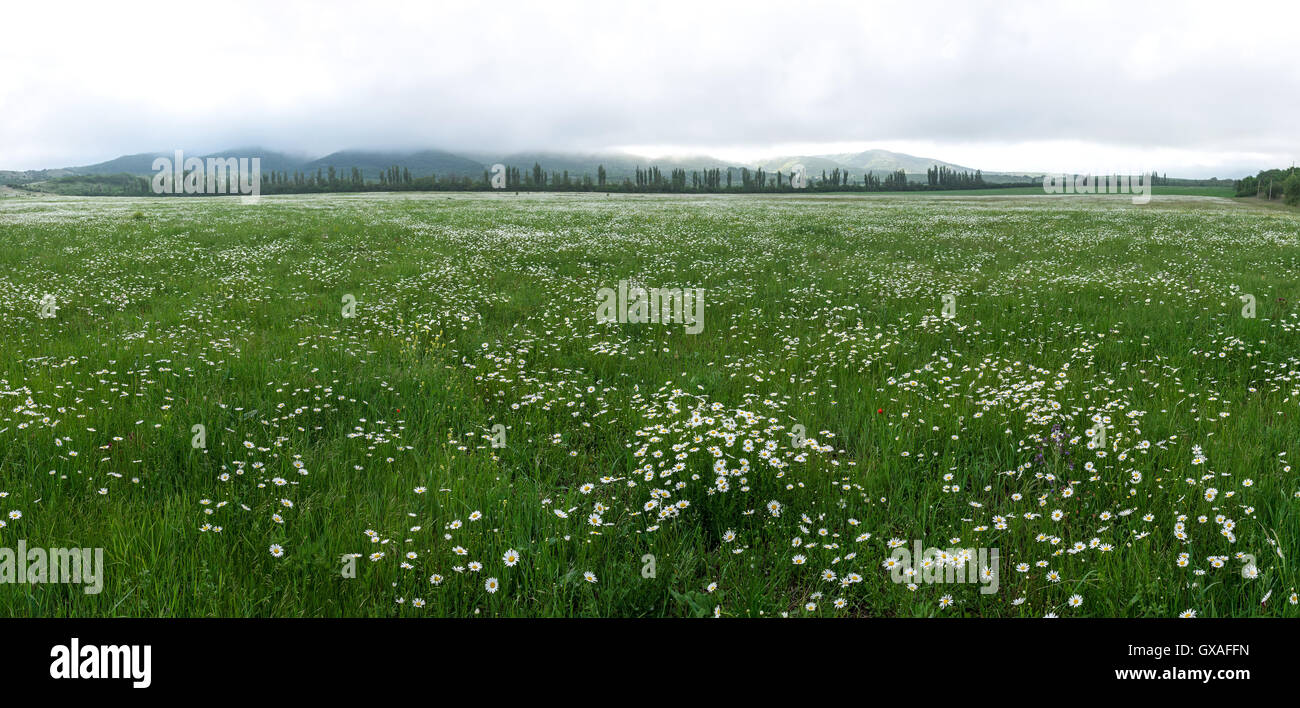 field of daisy flowers Stock Photo - Alamy