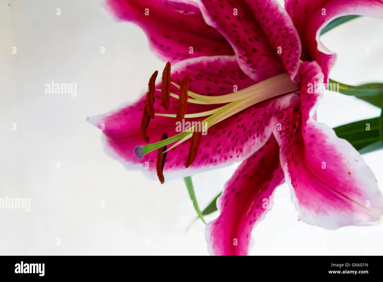 Lily oriental stargazer hi-res stock photography and images - Alamy
